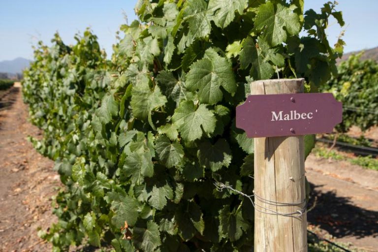 Se celebra el día del Malbec - REALIDAD ECONOMICA - Noticias económicas ...