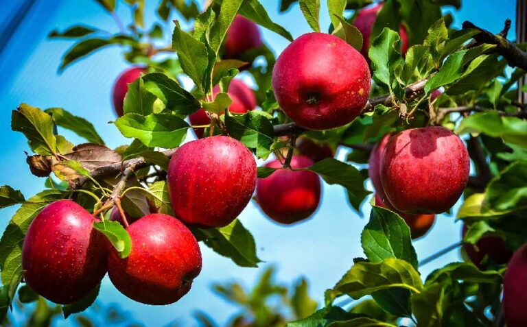 Adelantan la cosecha de la manzana Rome Beauty – REALIDAD ECONOMICA ...